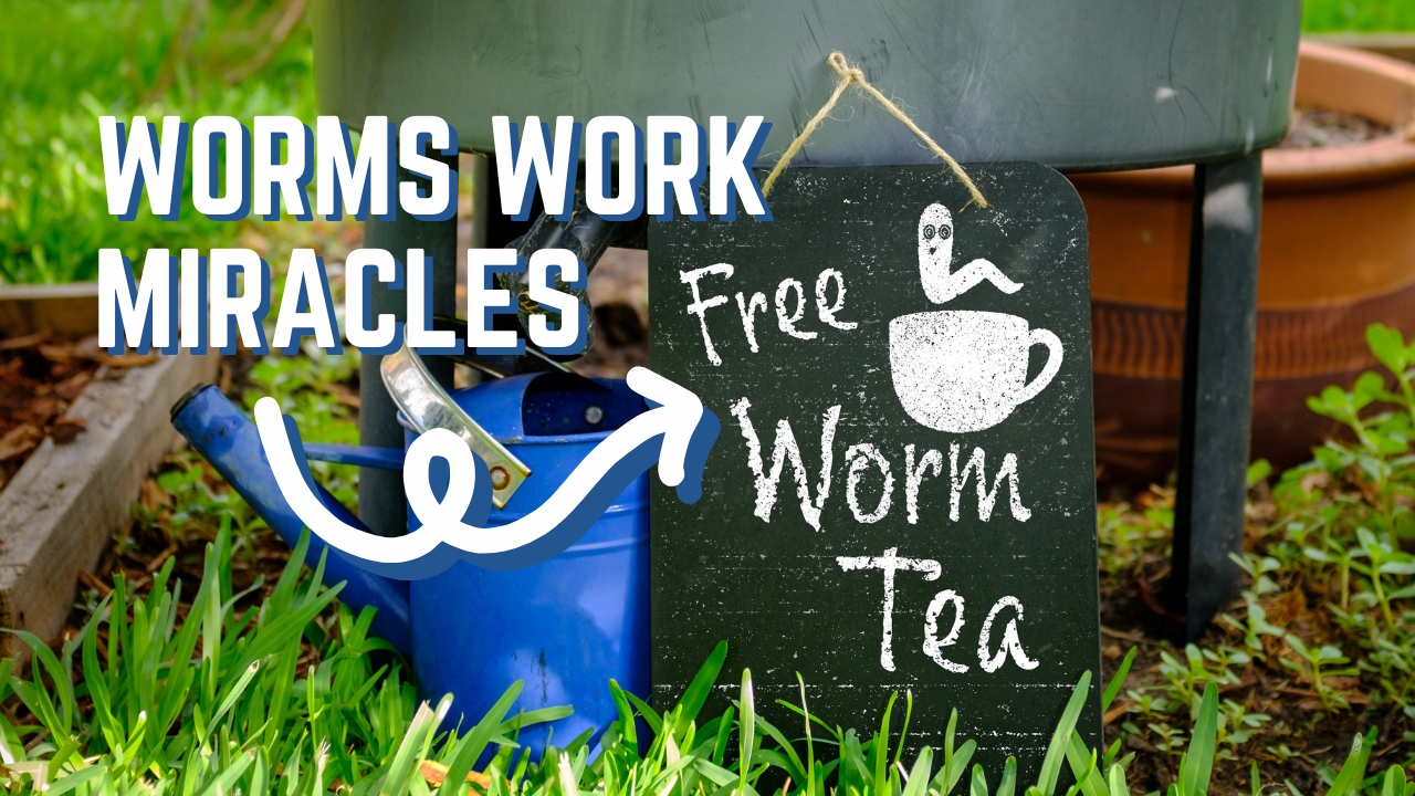 Vermicomposting: Worms At Work – Videos – Mother Earth News